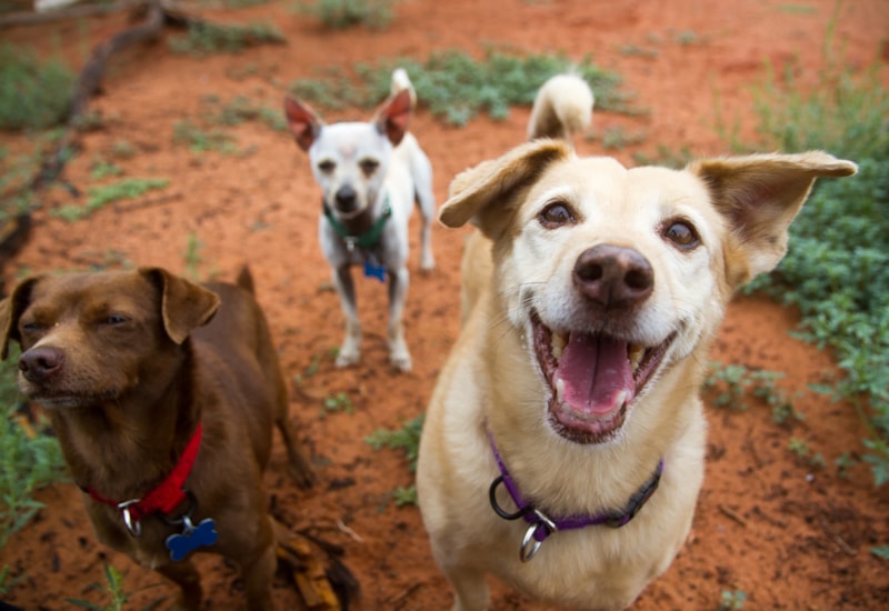 Best Friends Animal Sanctuary In Utah | Visit Utah