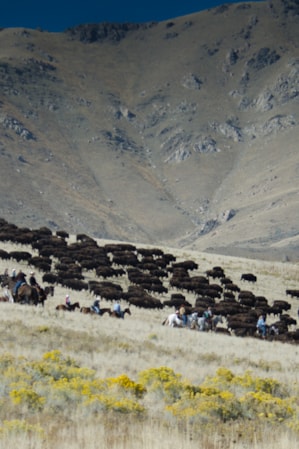 Antelope Island Bison | Where do Bison live | Visit Utah