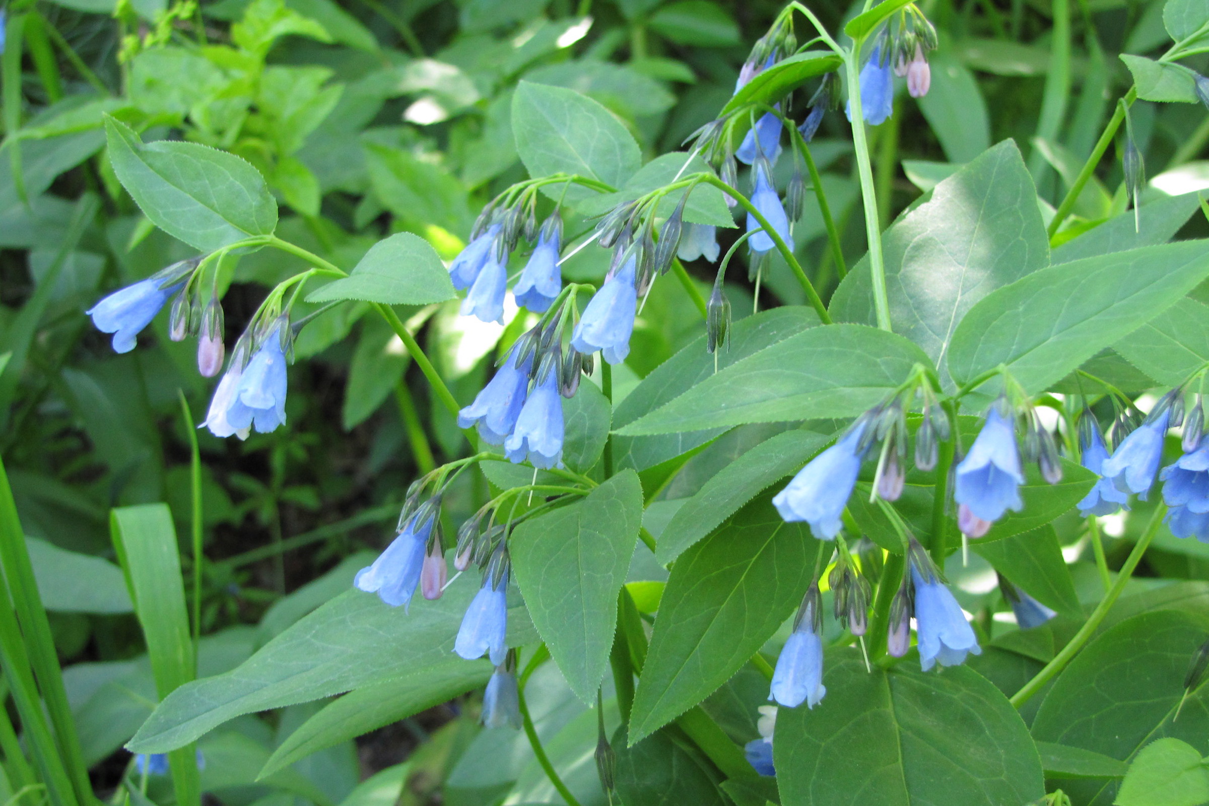 Utah Wildflowers - Trails, Native Flowers & More | Visit Utah