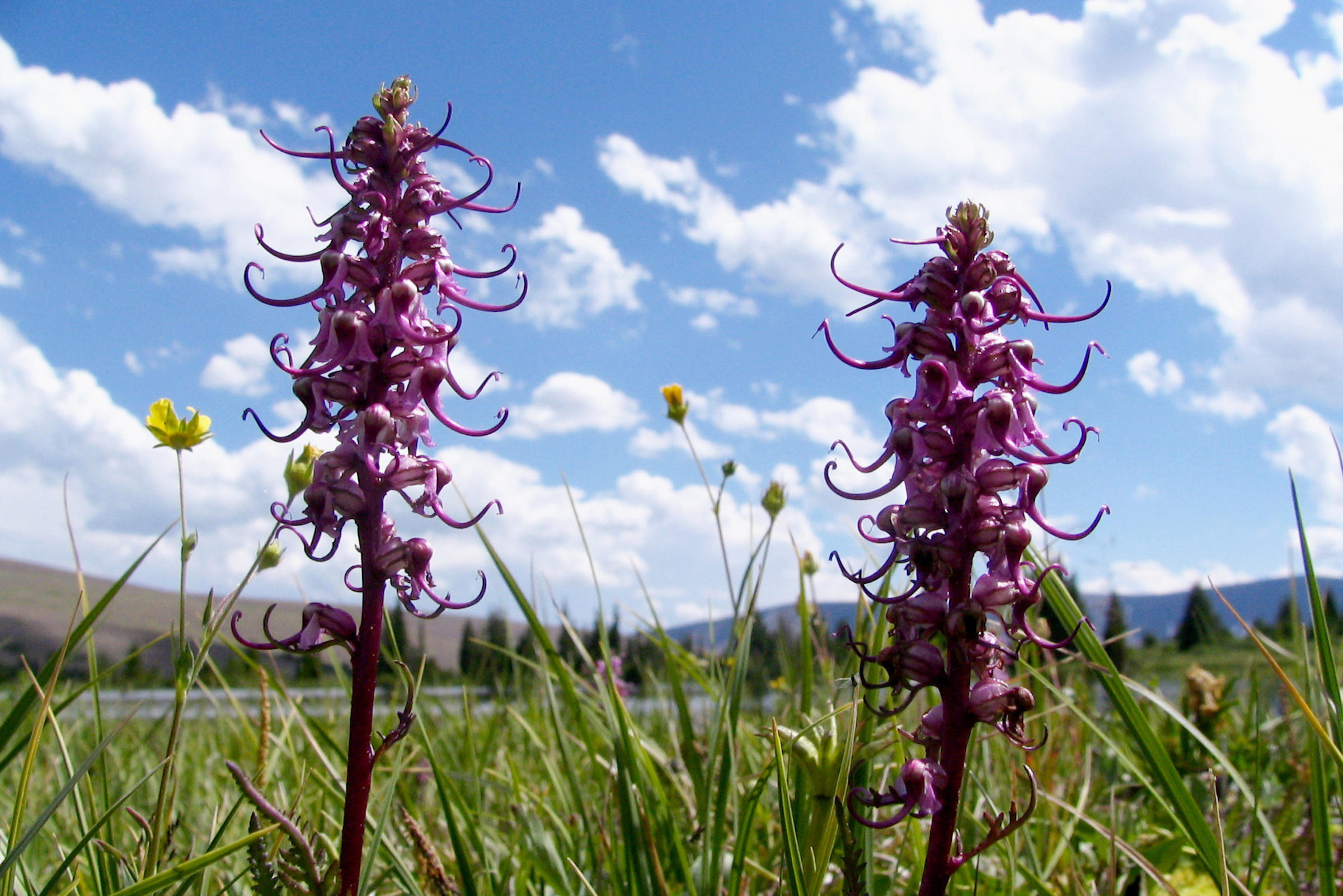 Utah Wildflowers - Trails, Native Flowers & More | Visit Utah