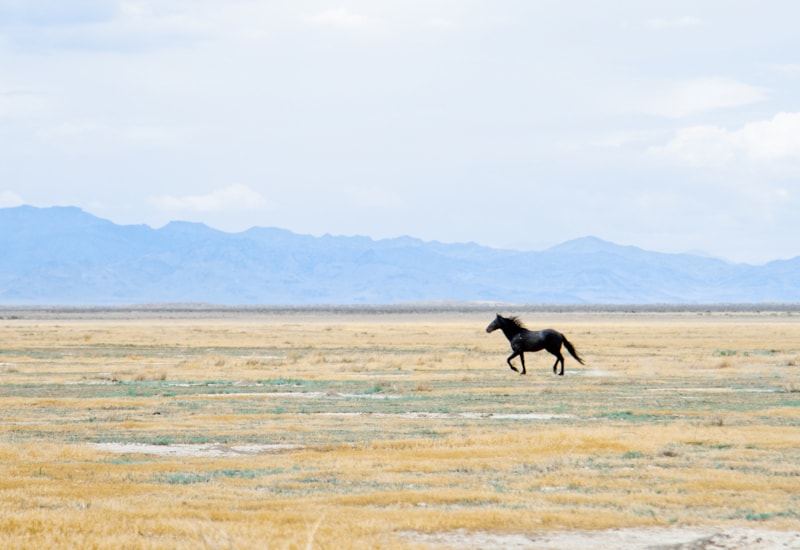 Delta, Utah | Town History and Cultural Attractions | Visit Utah