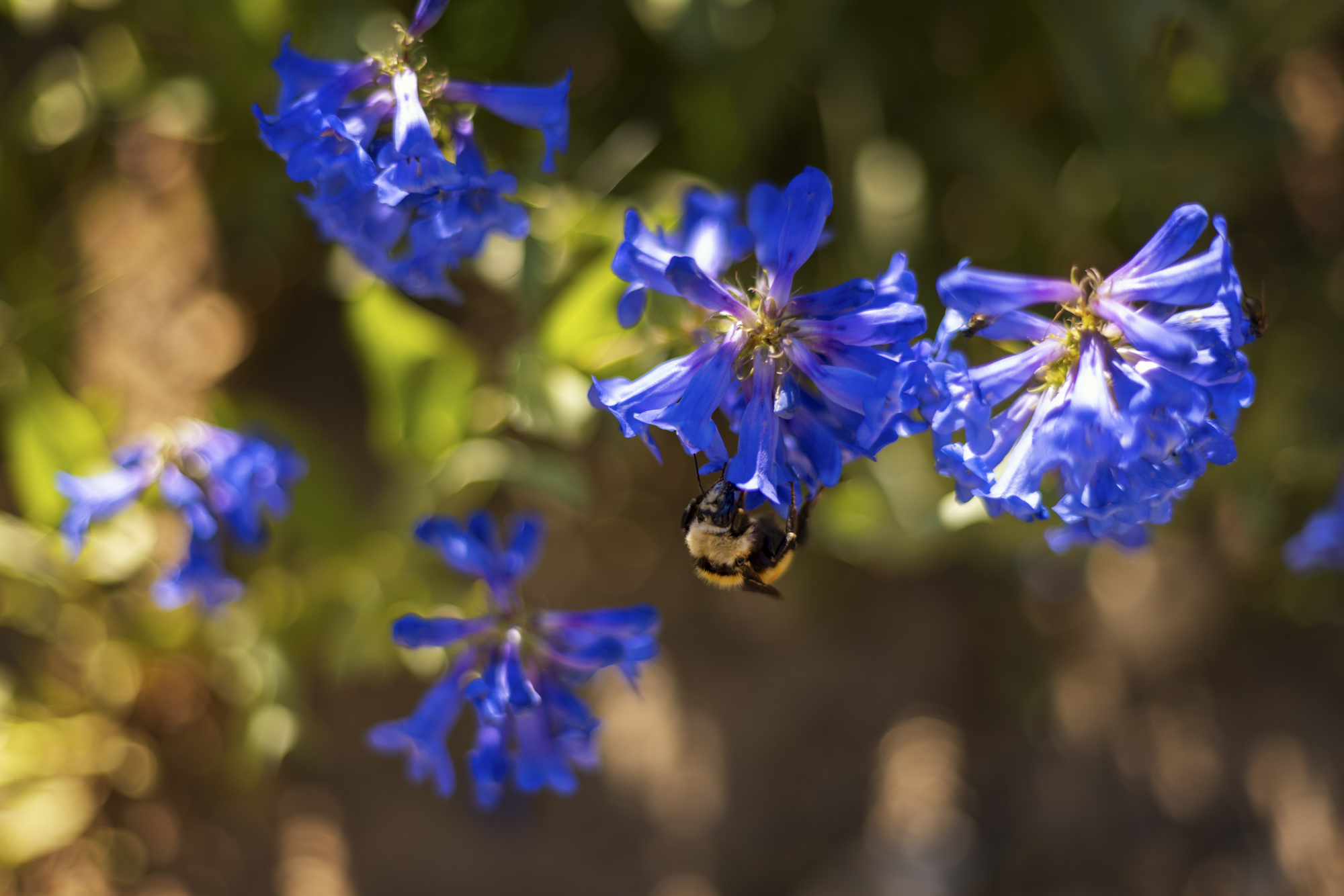 Utah Wildflowers - Trails, Native Flowers & More | Visit Utah