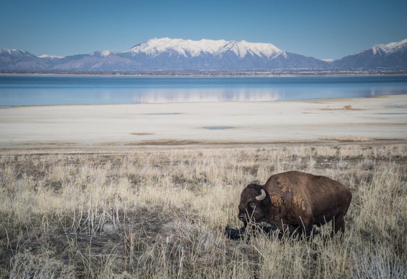 Antelope Island [Hiking, Camping, Attractions] | Visit Utah