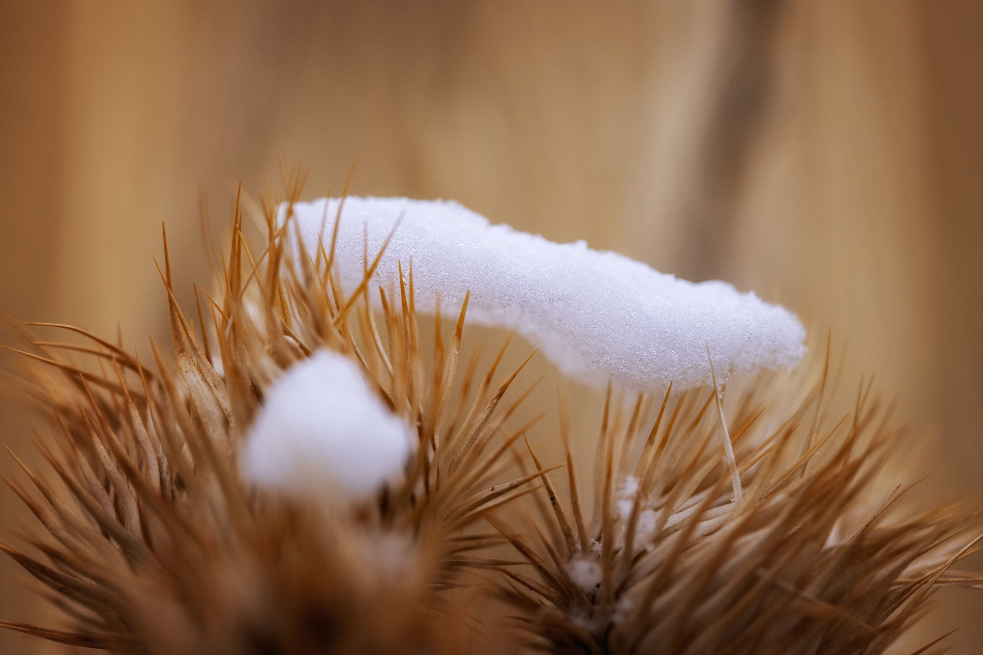 Winter Magic, Magnified | Visit Utah